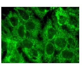 NFS1 Antibody (B-7) - Immunofluorescence - Image 157240