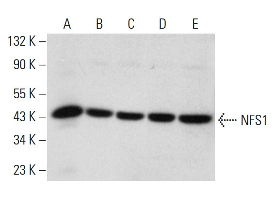 NFS1 Antibody (B-7) | SCBT - Santa Cruz Biotechnology