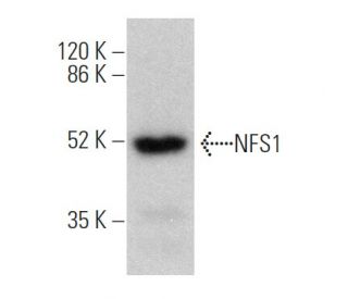 NFS1 Antibody (B-7) | SCBT - Santa Cruz Biotechnology