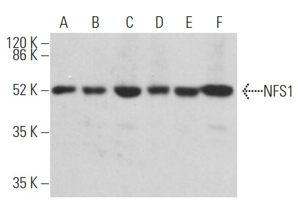 Anti-NFS1 Antibody (B-7) | SCBT - Santa Cruz Biotechnology