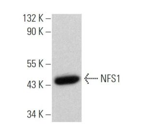 NFS1 Antibody (B-7) - Western Blotting - Image 372749