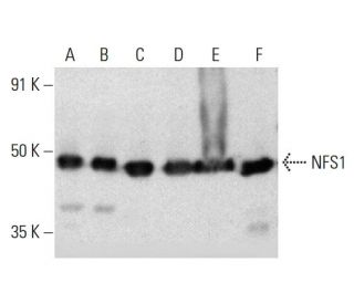 NFS1 Antibody (B-7) - Western Blotting - Image 384507