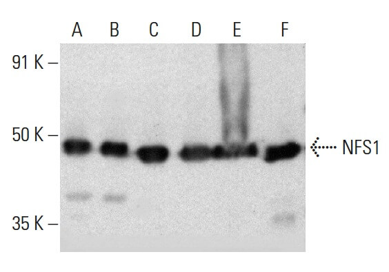 Anti-NFS1 Antibody (B-7) | SCBT - Santa Cruz Biotechnology