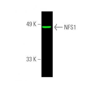 NFS1 Antibody (B-7) - Western Blotting - Image 391294
