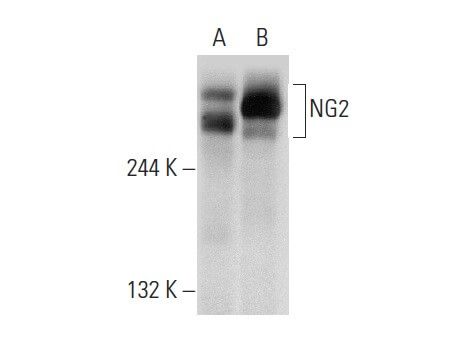 NG2抗体 (G-9) | SCBT - Santa Cruz Biotechnology