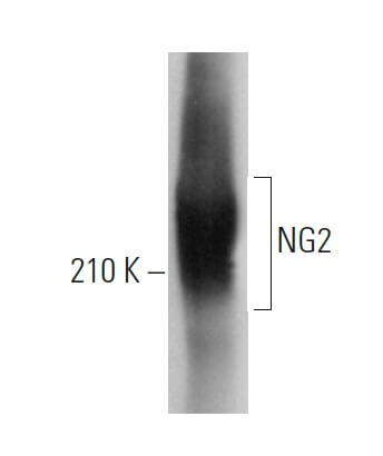 Anti-NG2 Antibody (LHM 2) | SCBT - Santa Cruz Biotechnology