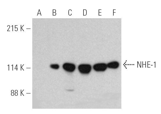 NHE-1抗体 (A-2) | SCBT - Santa Cruz Biotechnology