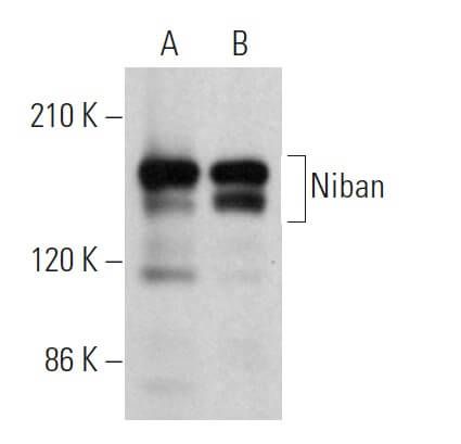 Niban Antibody (F-10) | SCBT - Santa Cruz Biotechnology