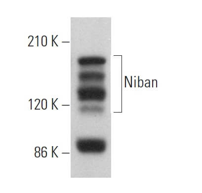 Niban Antibody (F-10) | SCBT - Santa Cruz Biotechnology