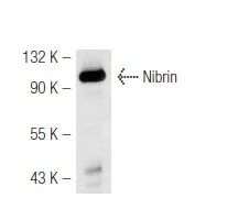 Nibrin Antibody (1D7) | SCBT - Santa Cruz Biotechnology