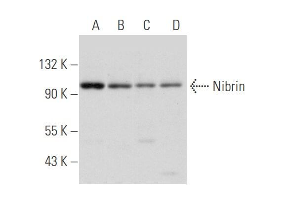 Nibrin Antibody (A-2) | SCBT - Santa Cruz Biotechnology