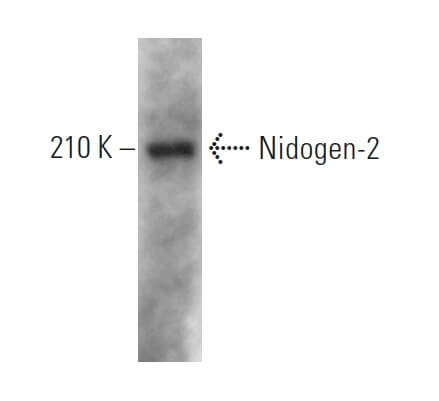 Anti-Nidogen-2 Antibody (A-7) | SCBT - Santa Cruz Biotechnology