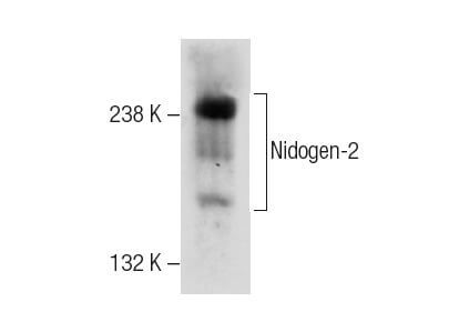 Nidogen-2 Antibody (F-2) | SCBT - Santa Cruz Biotechnology
