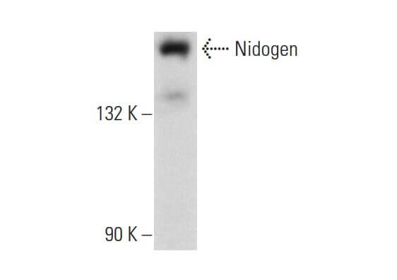 Nidogen Antibody (H-200) | SCBT - Santa Cruz Biotechnology