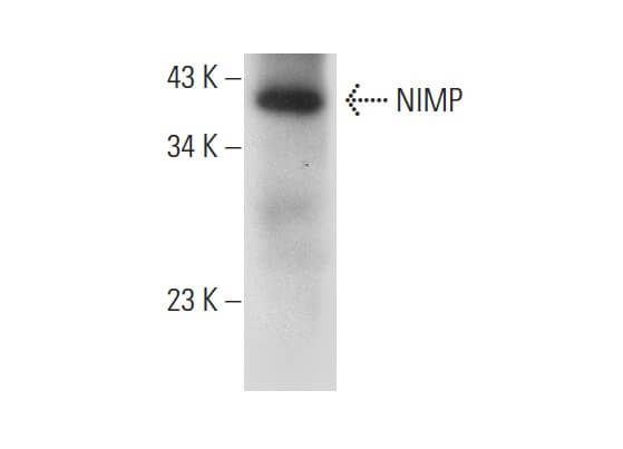 NIMP Antibody (D-2) | SCBT - Santa Cruz Biotechnology