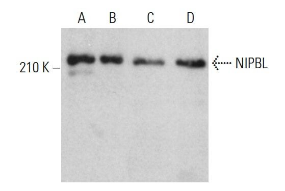 NIPBL Antibody (C-9) | SCBT - Santa Cruz Biotechnology