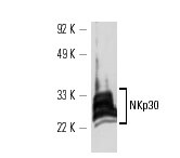 Anti-NKp30 Antibody (CLH3) | SCBT - Santa Cruz Biotechnology
