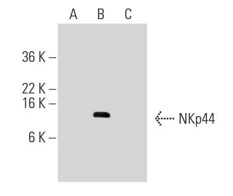NKp44 Antibody (8F12) | SCBT - Santa Cruz Biotechnology