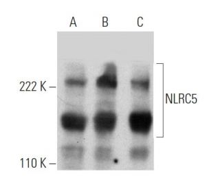 NLRC5 Antibody (B-10) - Western Blotting - Image 360592