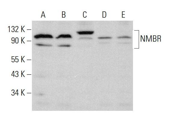 NMBR Antibody (G-3) | SCBT - Santa Cruz Biotechnology