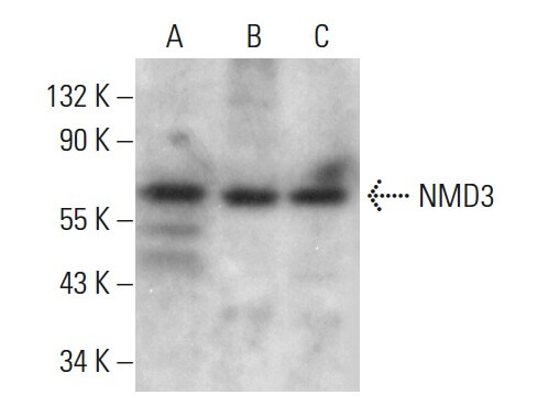Anti-NMD3 Antibody (A-5) | SCBT - Santa Cruz Biotechnology