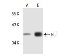 Nmi抗体 (D-10) | SCBT - Santa Cruz Biotechnology