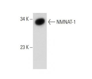 NMNAT-1 Antibody (B-7) - Western Blotting - Image 134005