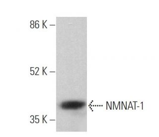 NMNAT-1 Antibody (B-7) - Western Blotting - Image 360315