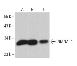 NMNAT-1抗体 (B-7) | SCBT - Santa Cruz Biotechnology