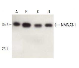 NMNAT-1 Antibody (B-7) - Western Blotting - Image 397968