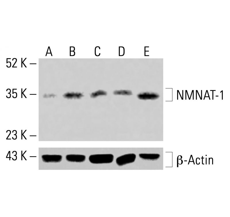 NMNAT-1 Antibody (B-7) | SCBT - Santa Cruz Biotechnology