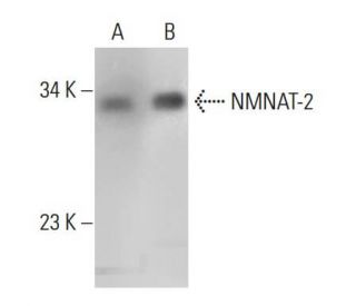 NMNAT-2 (B-10): sc-515206. Western blot analysis of NMNAT-2...