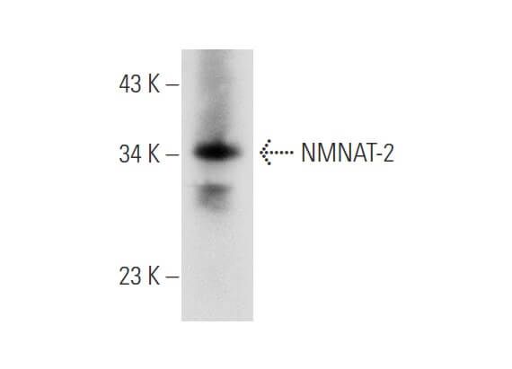 NMNAT-2抗体 (B-10) | SCBT - Santa Cruz Biotechnology