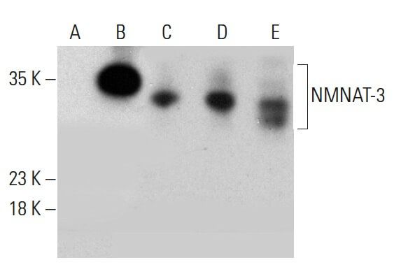 NMNAT-3 Antibody (B-9) | SCBT - Santa Cruz Biotechnology