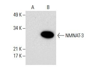 NMNAT-3 Antibody (D-10) | SCBT - Santa Cruz Biotechnology