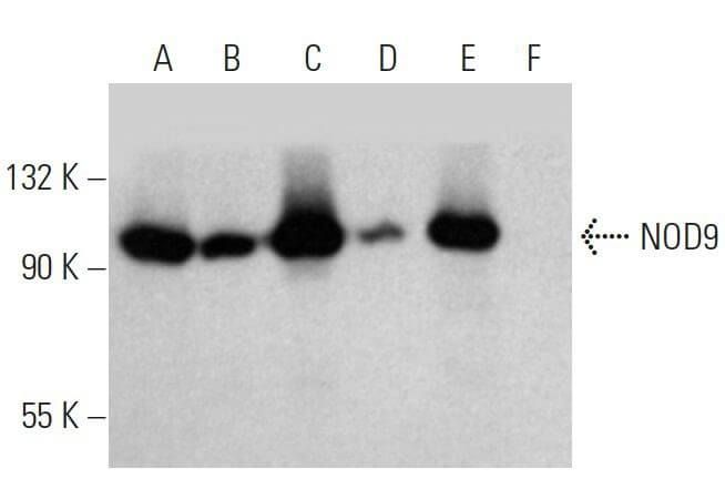 NOD9 Antibody (F-2) | SCBT - Santa Cruz Biotechnology