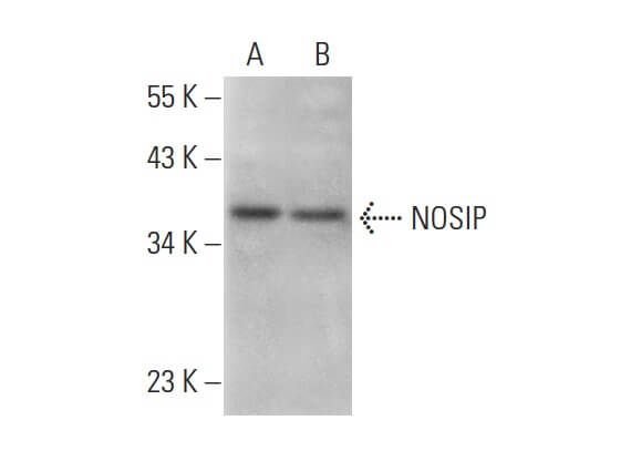 NOSIP 항체 (C-2) | SCBT - Santa Cruz Biotechnology