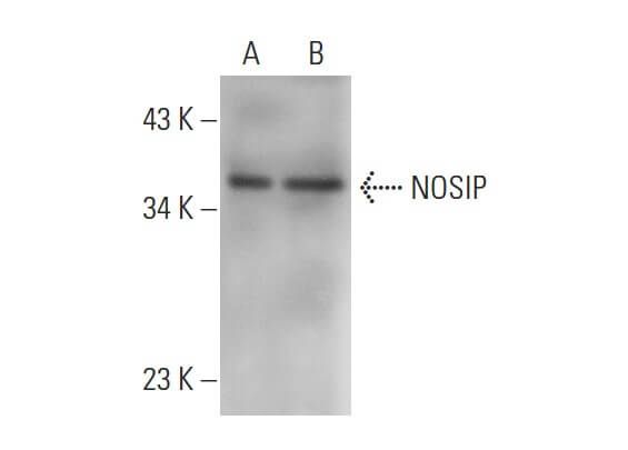 NOSIP Antibody (C-3) | SCBT - Santa Cruz Biotechnology