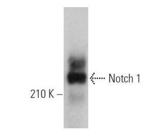 Notch 1 Antibody (A-8) - Western Blotting - Image 360402