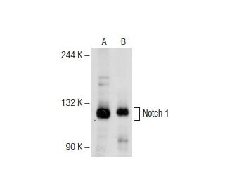Notch 1 Antibody (mN1A) - Western Blotting - Image 141219