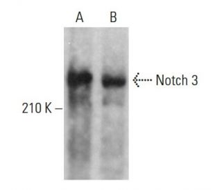 Notch 3 Antibody (A-6) - Western Blotting - Image 379155