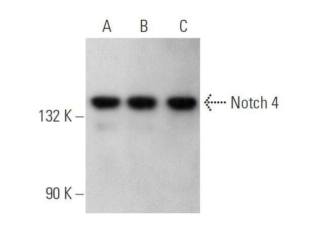 Notch 4 Antibody (A-12) | SCBT - Santa Cruz Biotechnology