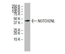 NOTCH2NL Antibody (39-Y) | SCBT - Santa Cruz Biotechnology