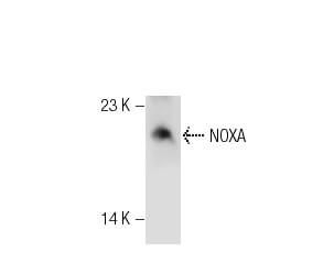NOXA Antibody (114C307) | SCBT - Santa Cruz Biotechnology