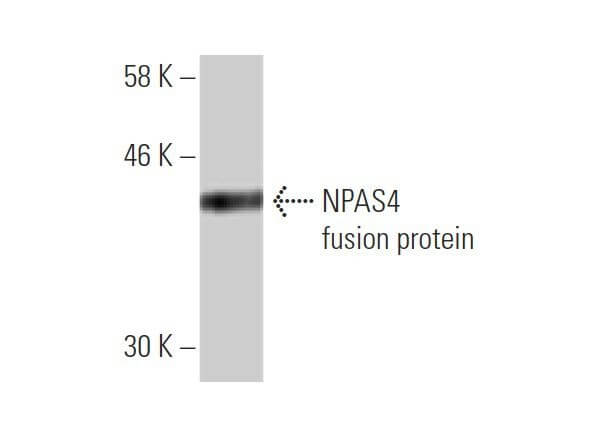 Anti-NPAS4 Antibody (4E4) | SCBT - Santa Cruz Biotechnology