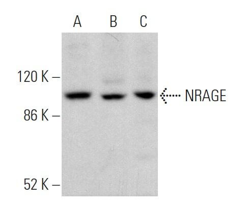 NRAGE Antibody (F-9) | SCBT - Santa Cruz Biotechnology