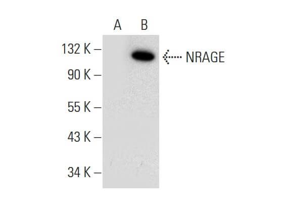 NRAGE Antibody (H-7) | SCBT - Santa Cruz Biotechnology