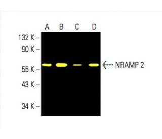 Anti-NRAMP 2 Antibody (G-5) | SCBT - Santa Cruz Biotechnology
