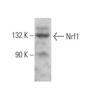 Anti-Nrf1 Antibody (E-4) | SCBT - Santa Cruz Biotechnology