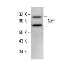 Nrf1 Antibody (G-5) | SCBT - Santa Cruz Biotechnology